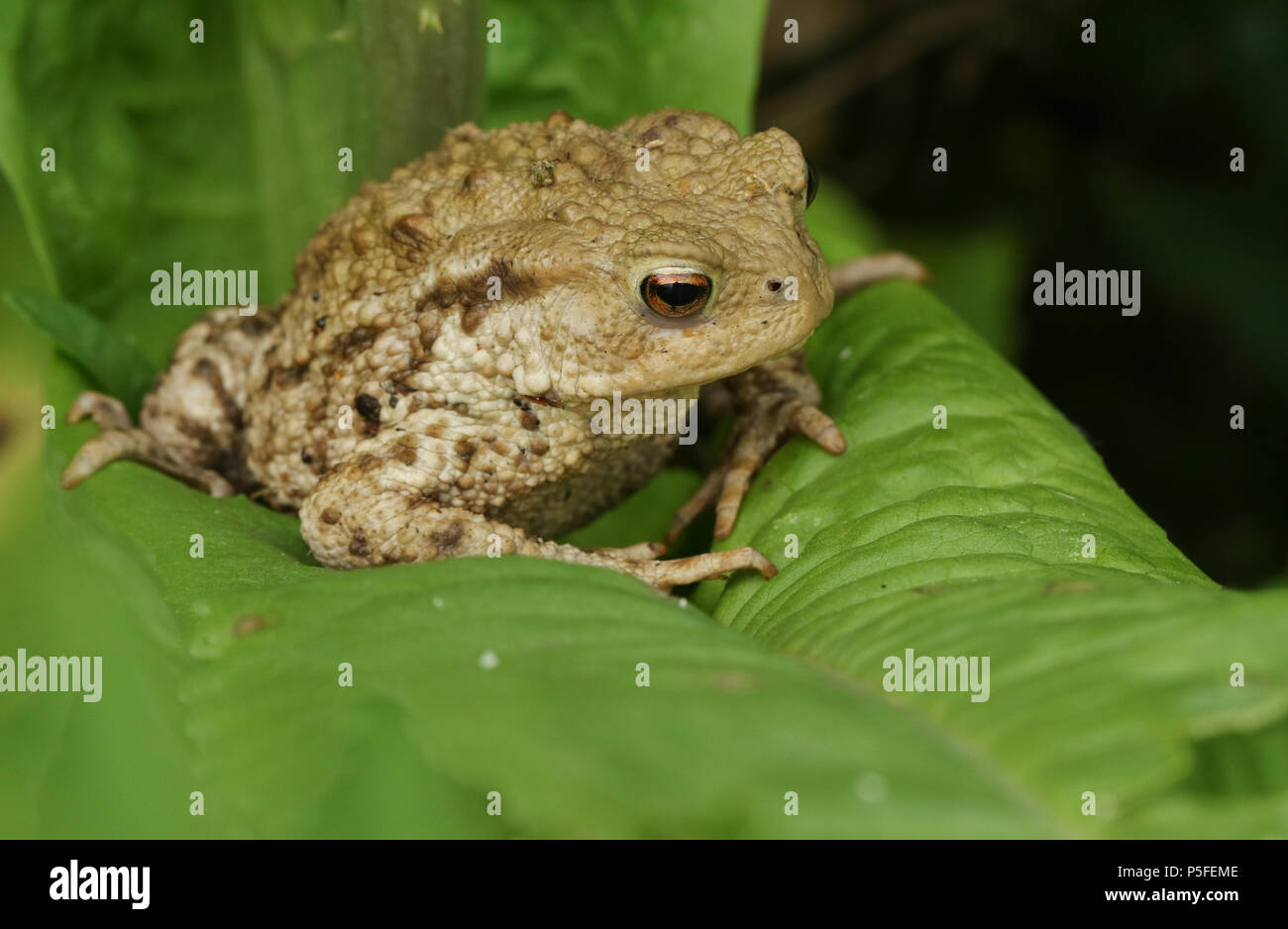 A large hunting Common Toad (Bufo Bufo) sitting on a leaf Stock Photo ...