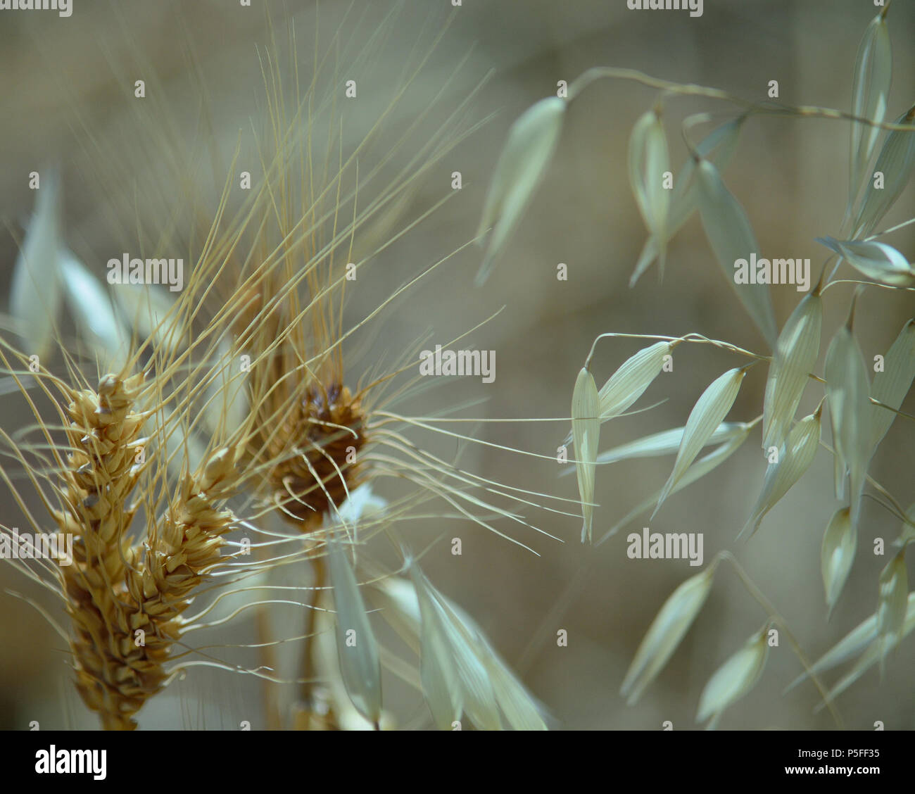 Wheat spikes and dried oat twigs at the beginning of summer Stock Photo ...