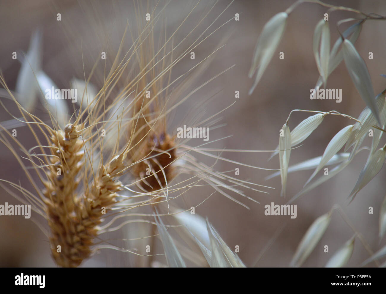 Wheat spikes and dried oat twigs in foreground Stock Photo - Alamy