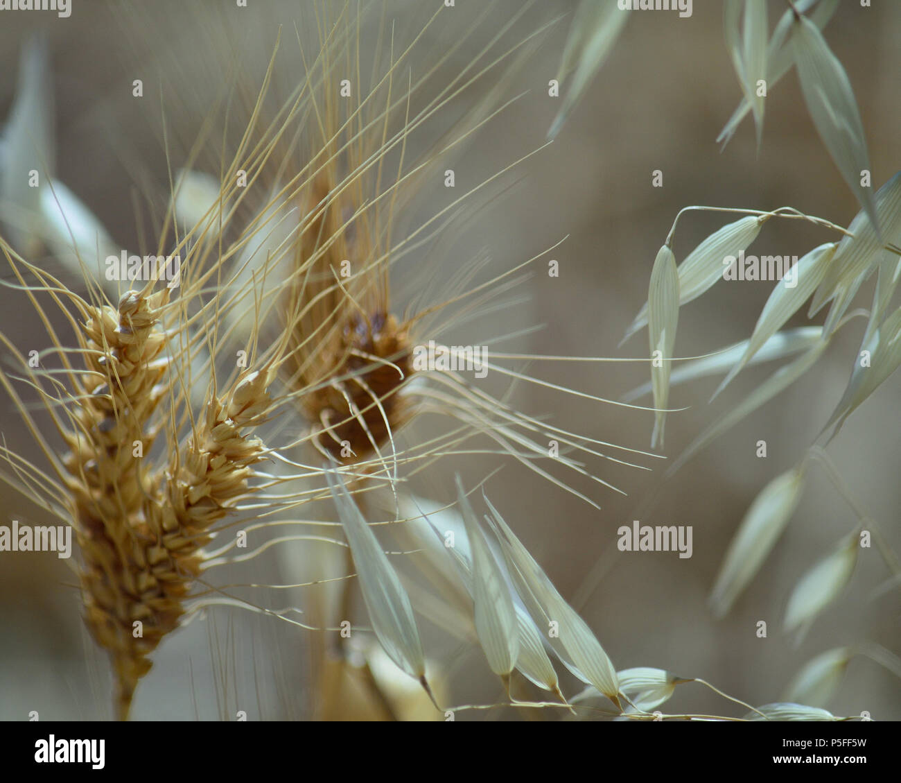 Dried wheat spikes and oat twigs in foreground Stock Photo - Alamy