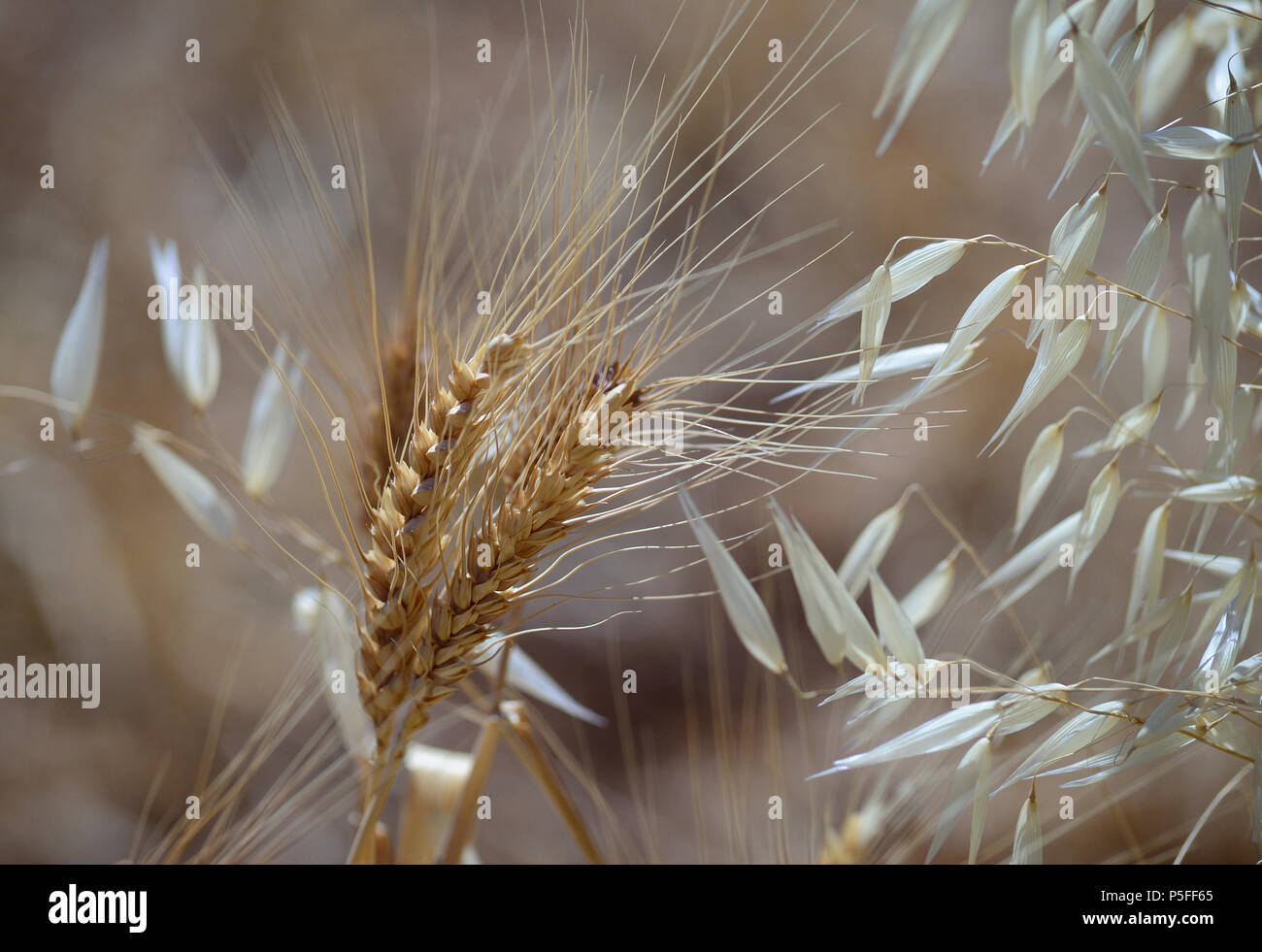 Oat twigs and dried wheat spikes at the beginning of summer Stock Photo ...