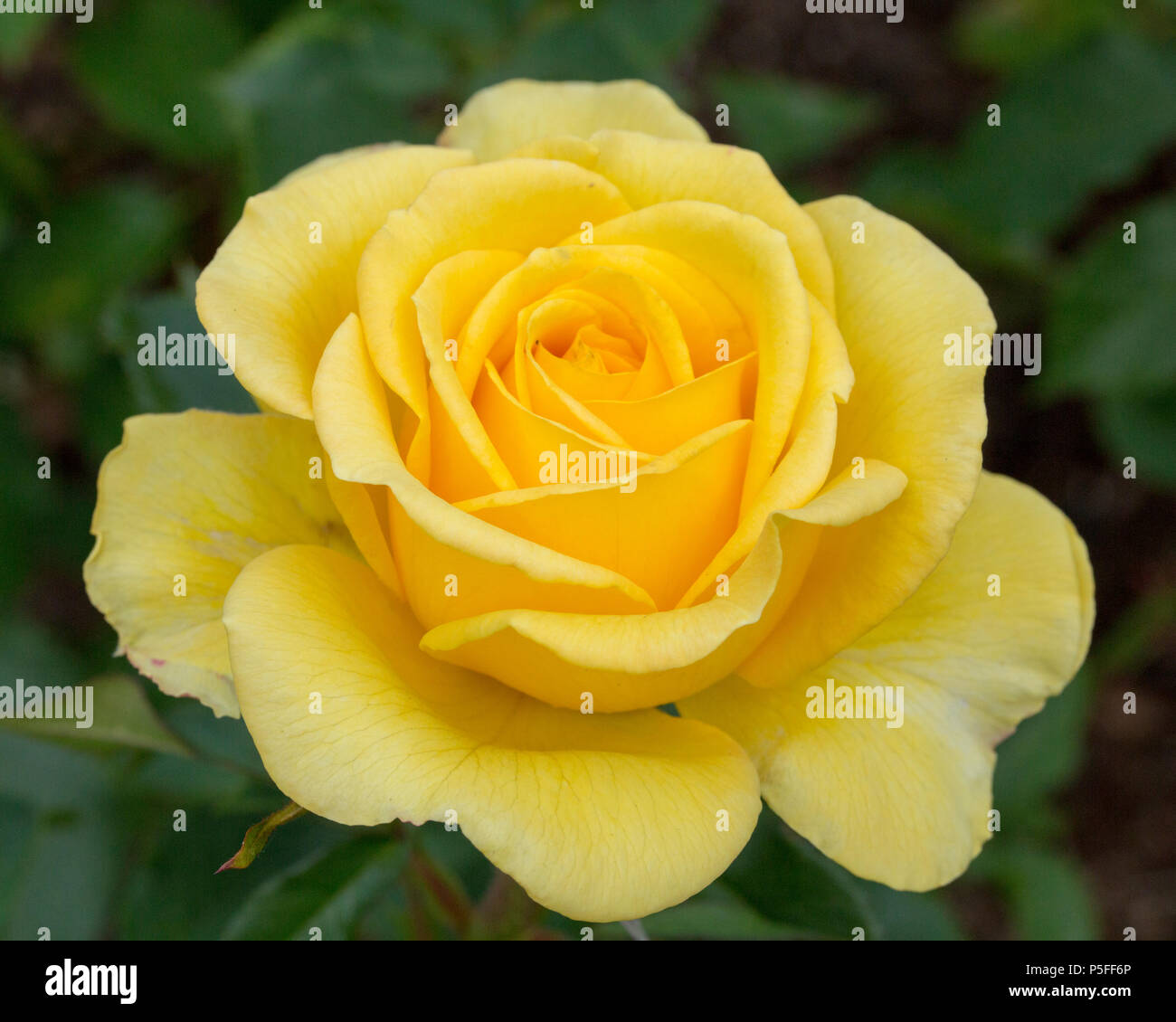 Portland rose garden hi-res stock photography and images - Alamy