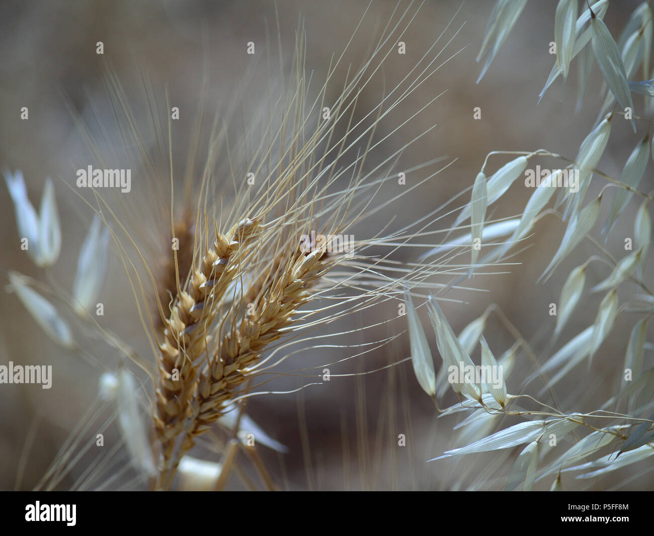 Foreground twigs hi-res stock photography and images - Alamy