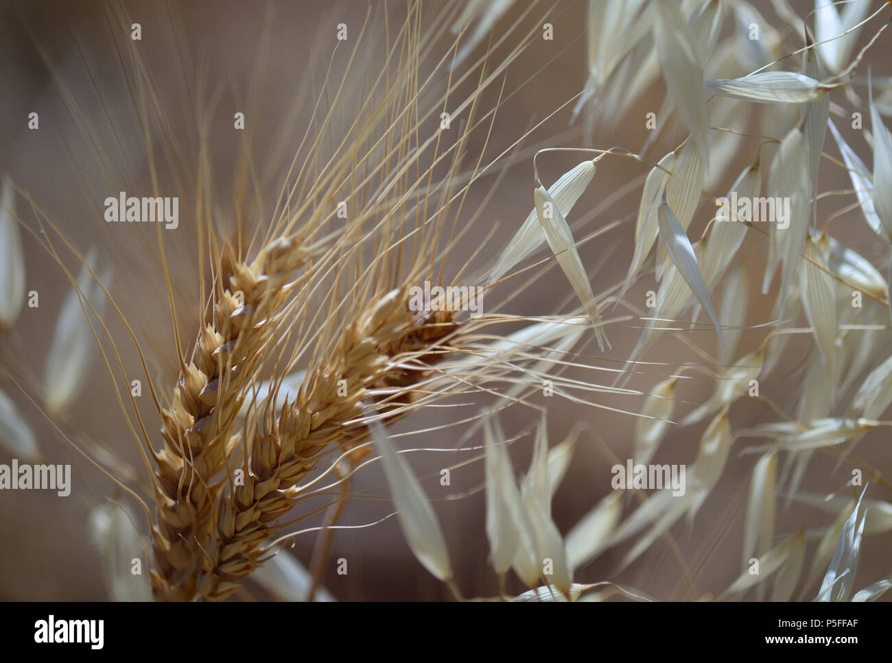 Closeup of wheat spikes and dried oat twigs Stock Photo - Alamy