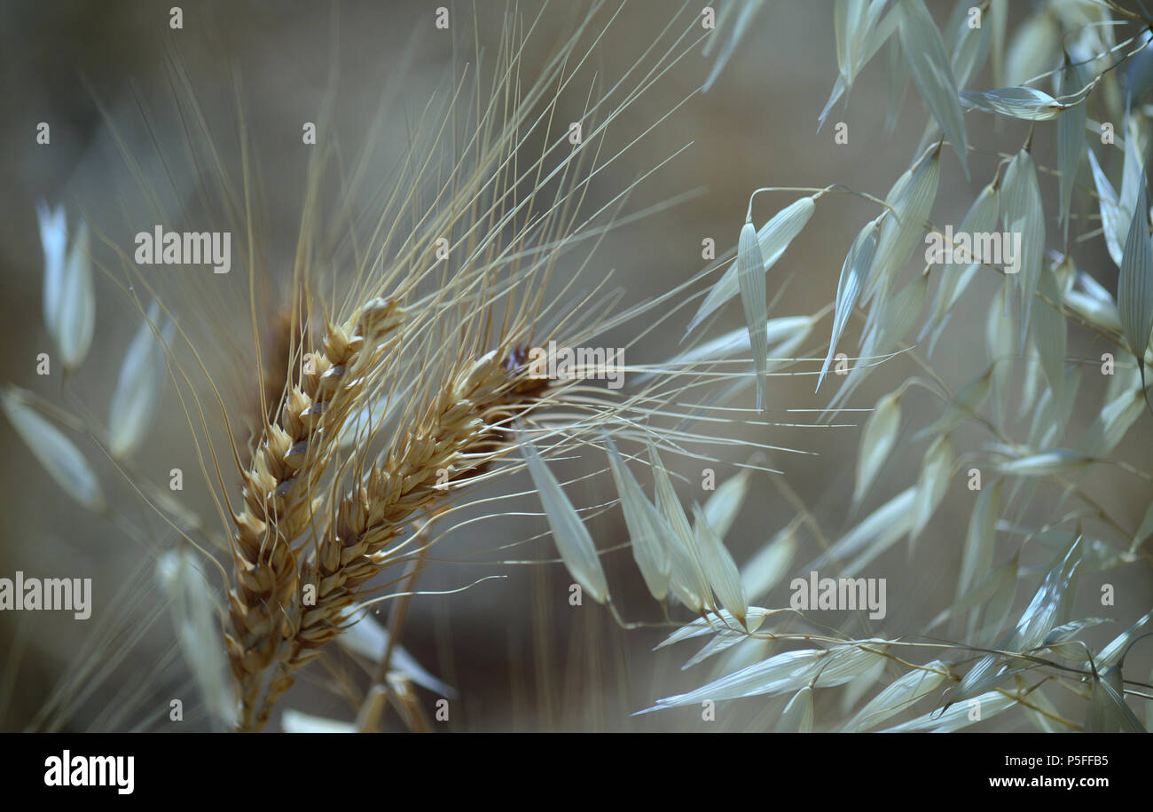 Dried oat twigs and wheat spikes, early summer Stock Photo - Alamy