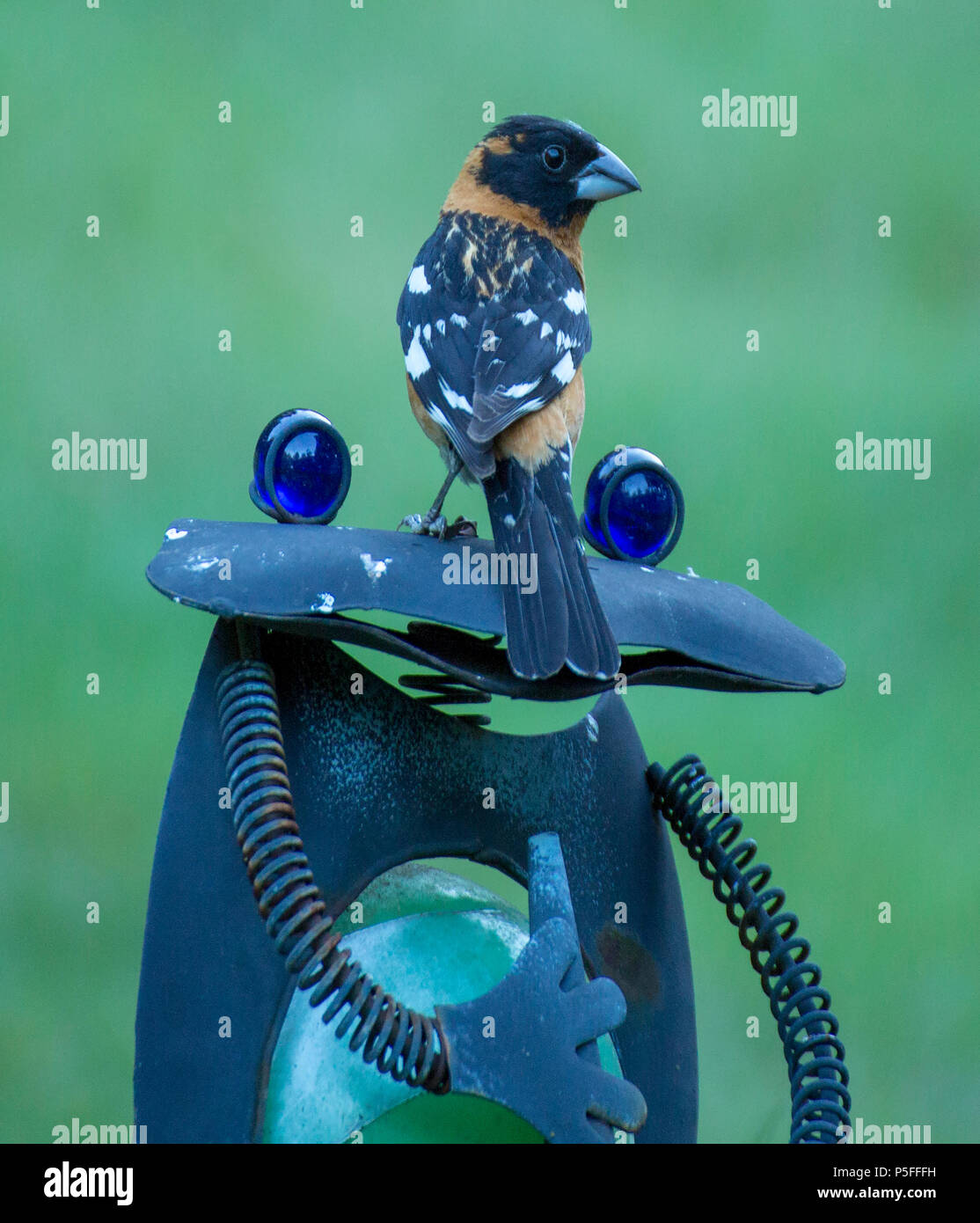 Bullock's oriole hi-res stock photography and images - Alamy