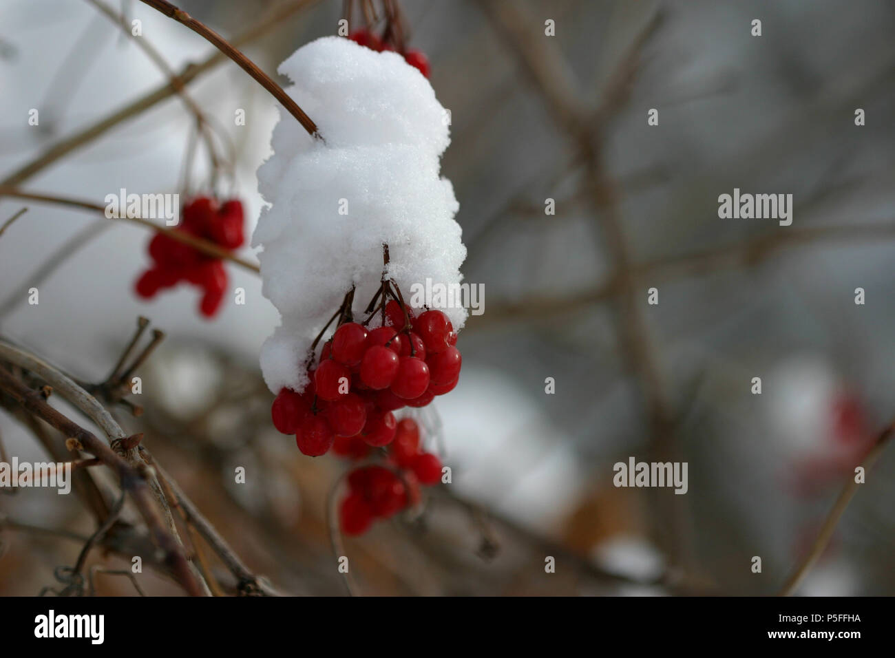 High Bush Cranberry in Winter with Snow Stock Photo - Alamy