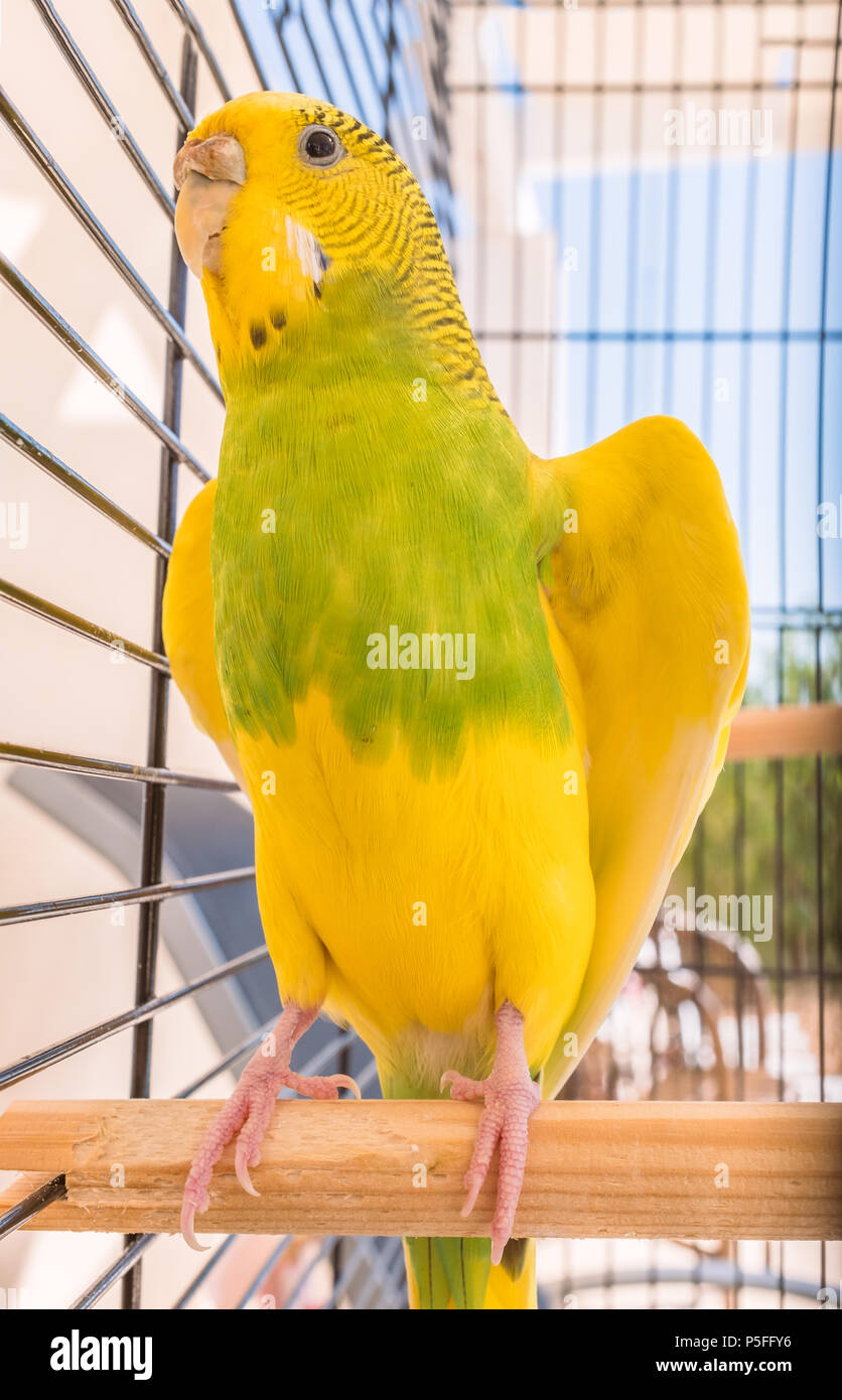 A Pied Green And Yellow Budgerigar Parakeet Cools Off By Opening Spreading Her Wings On A