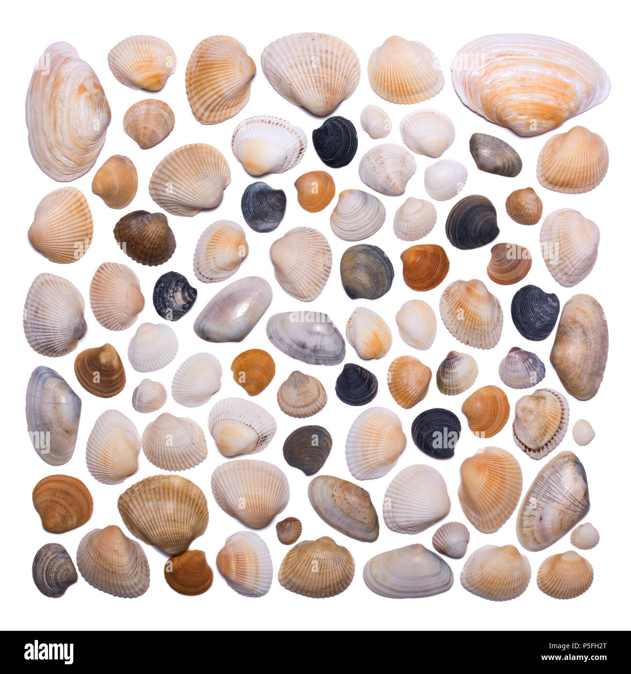 Creative layout of different sea shells on a white background. View ...