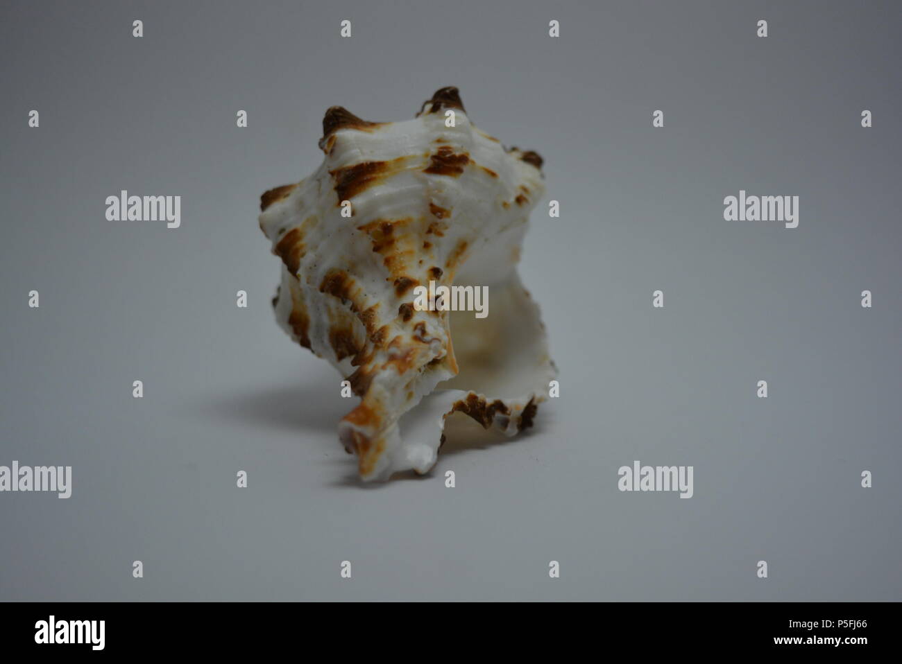 Beautiful and bright sea white, brown shell arranged on white ...
