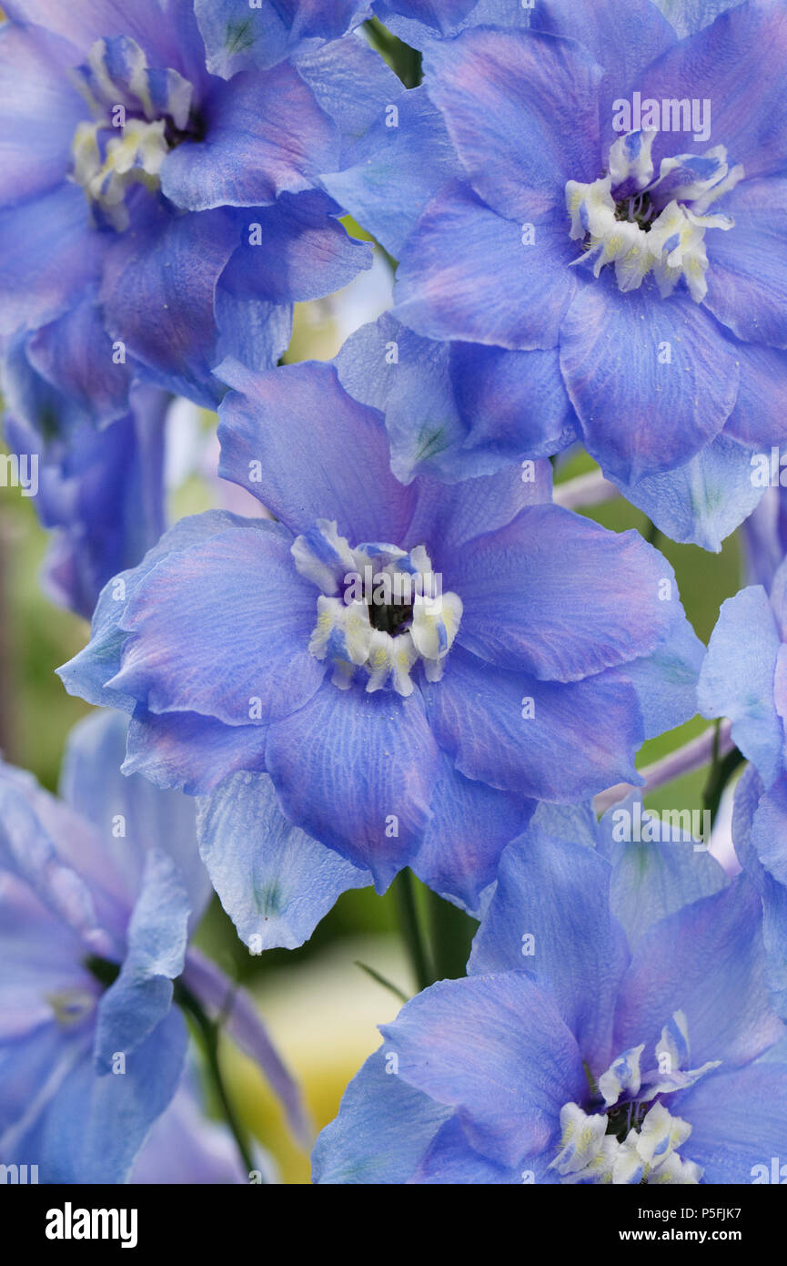 Delphinium perennial flowers hi-res stock photography and images - Alamy