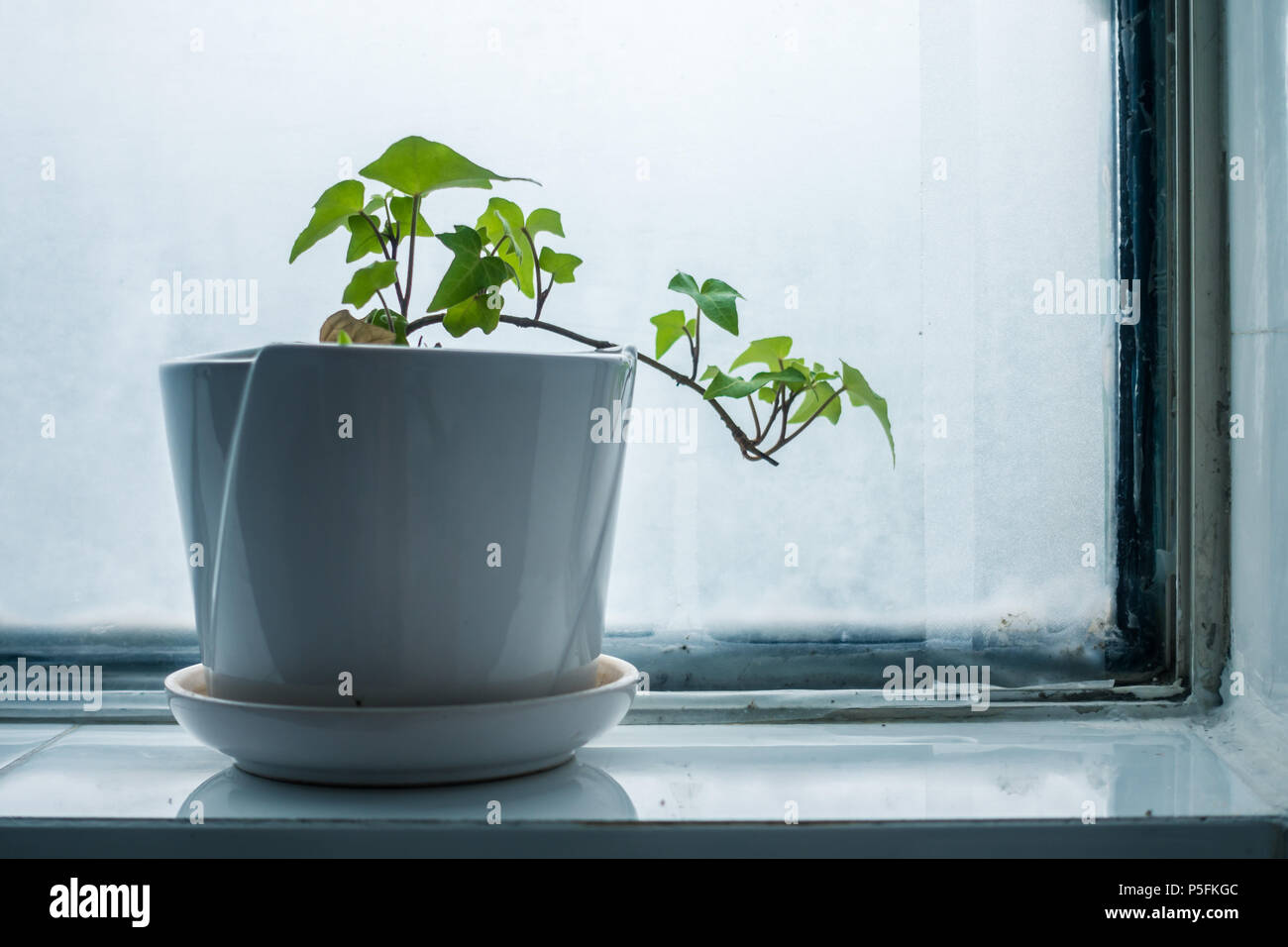 Small Potted Plant on the Window Stock Photo - Alamy