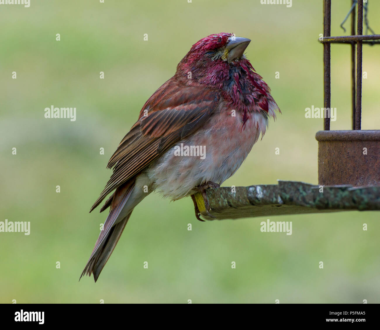 Sleeping bird hi-res stock photography and images - Alamy