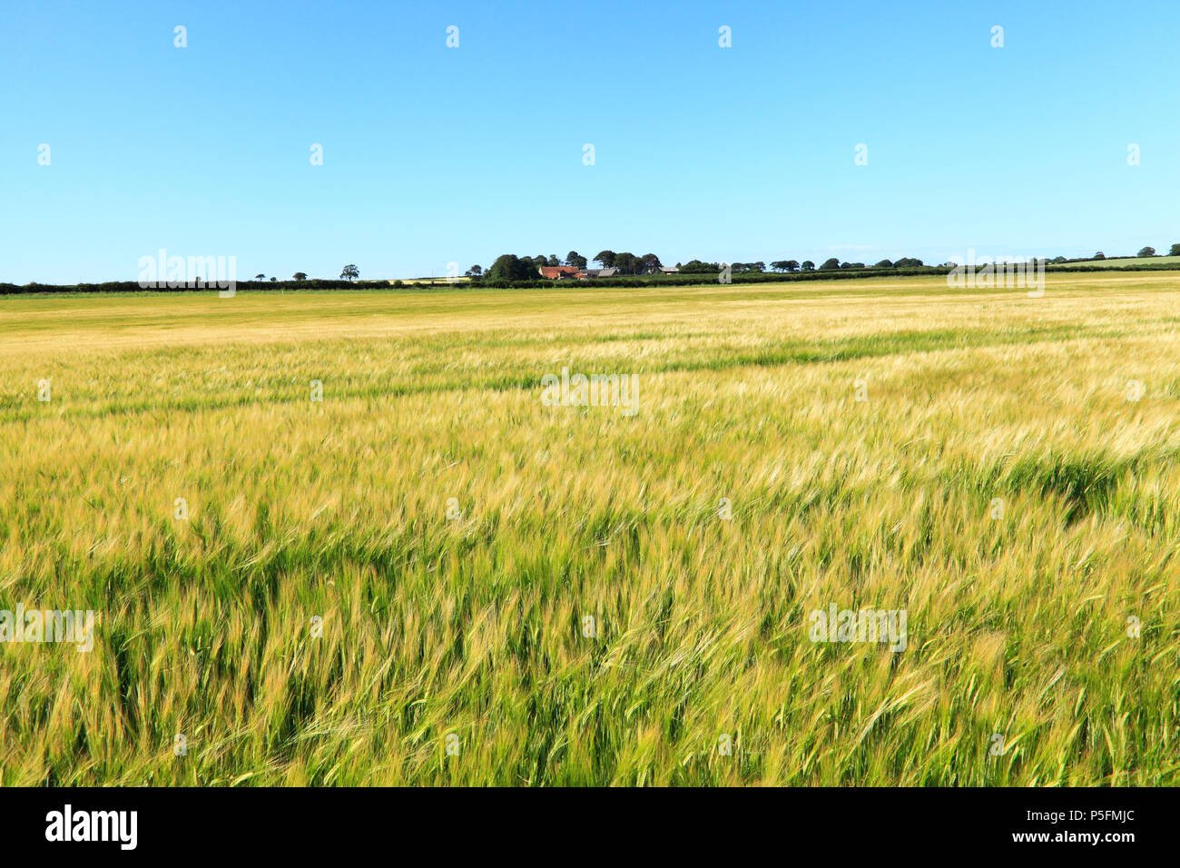Barley, in fields, yellow, agricultural field, crop, Norfolk, England ...