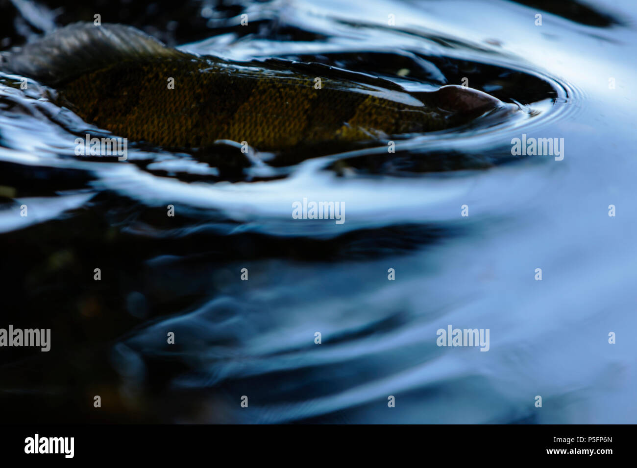 Blue peacock bass hi-res stock photography and images - Alamy