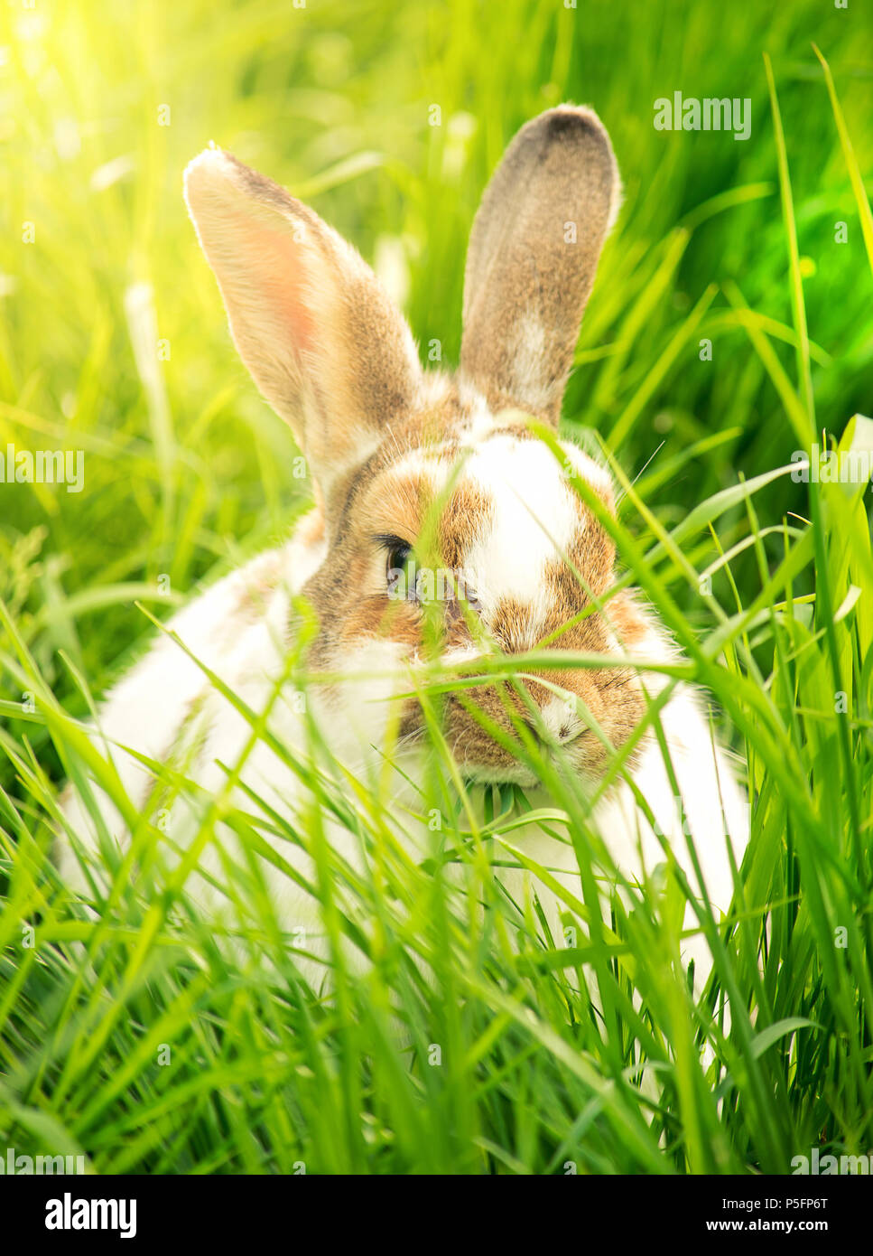 Brown and white rabbit hi-res stock photography and images - Alamy