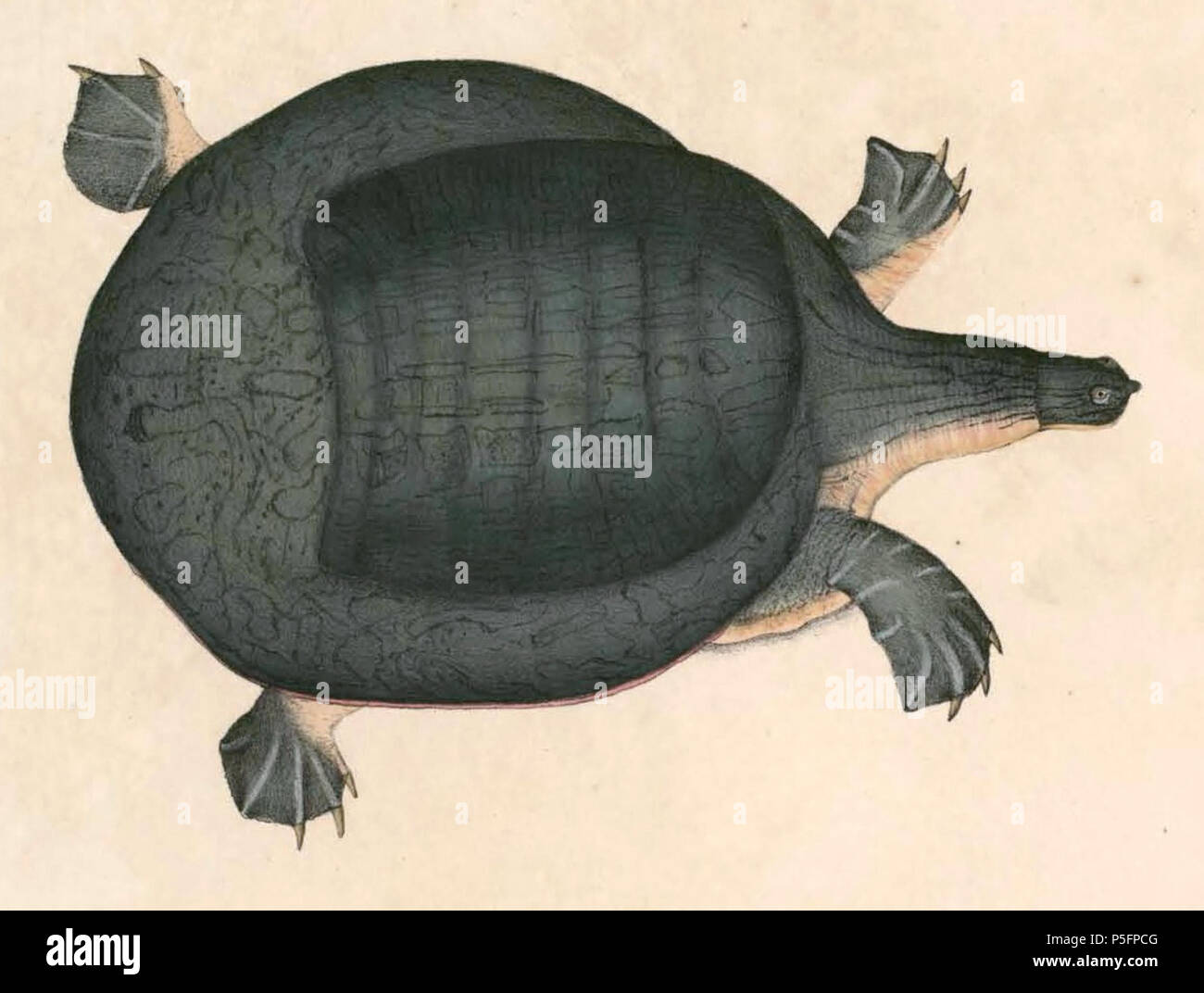 Narrow headed softshell turtle chitra indica hi-res stock photography ...