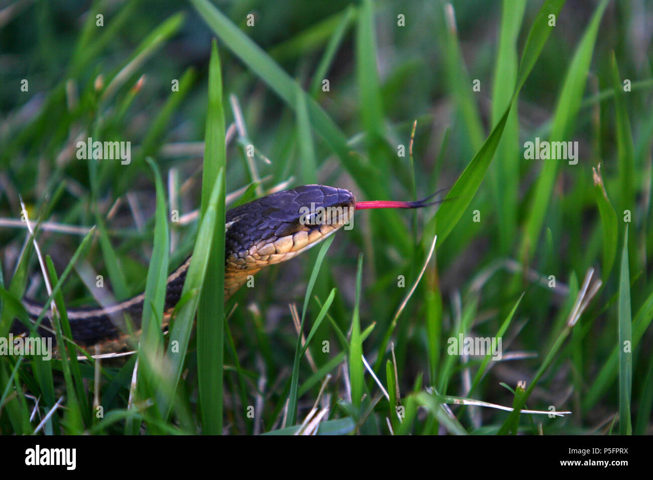 Garter Snake Slithering Through the Grass Stock Photo - Alamy