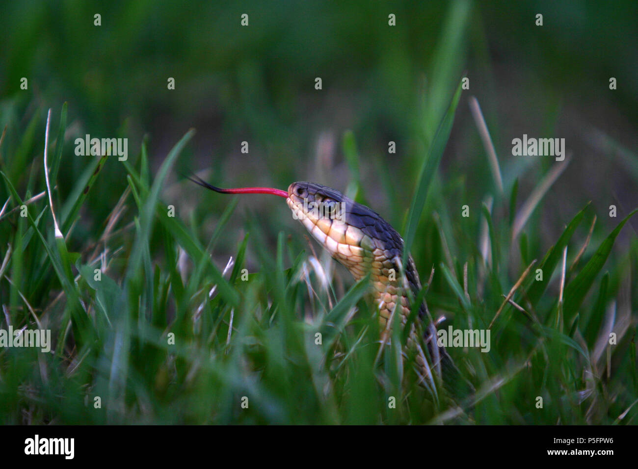 Garter Snake Slithering Through the Grass Stock Photo - Alamy