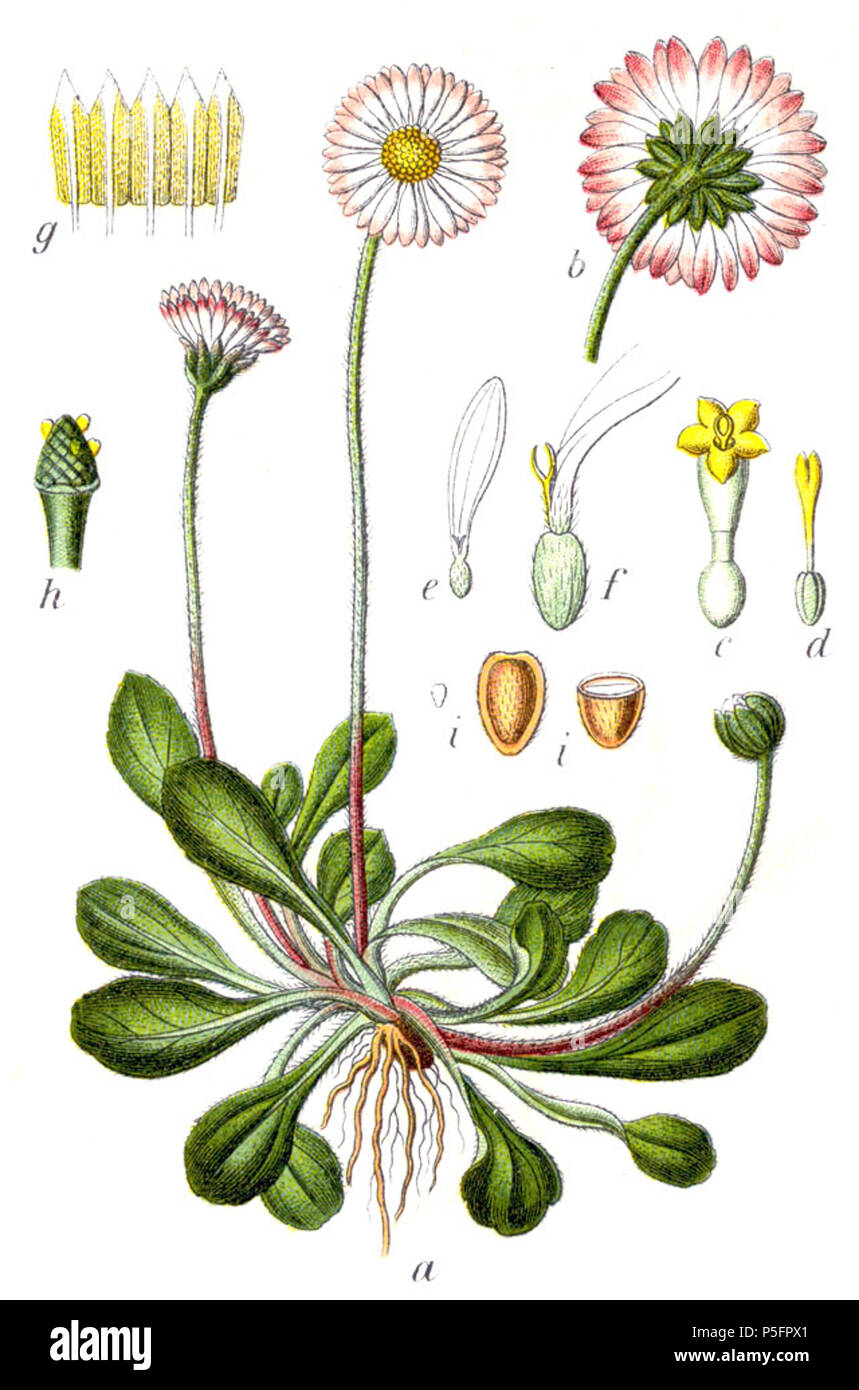 N/A. Bellis perennis L. Original Caption Gemeines Massliebchen, Bellis ...