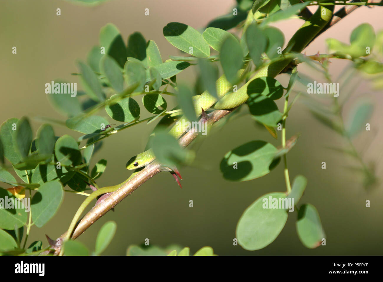 Eastern Smooth Green Snake Sunning in a Tree Stock Photo - Alamy