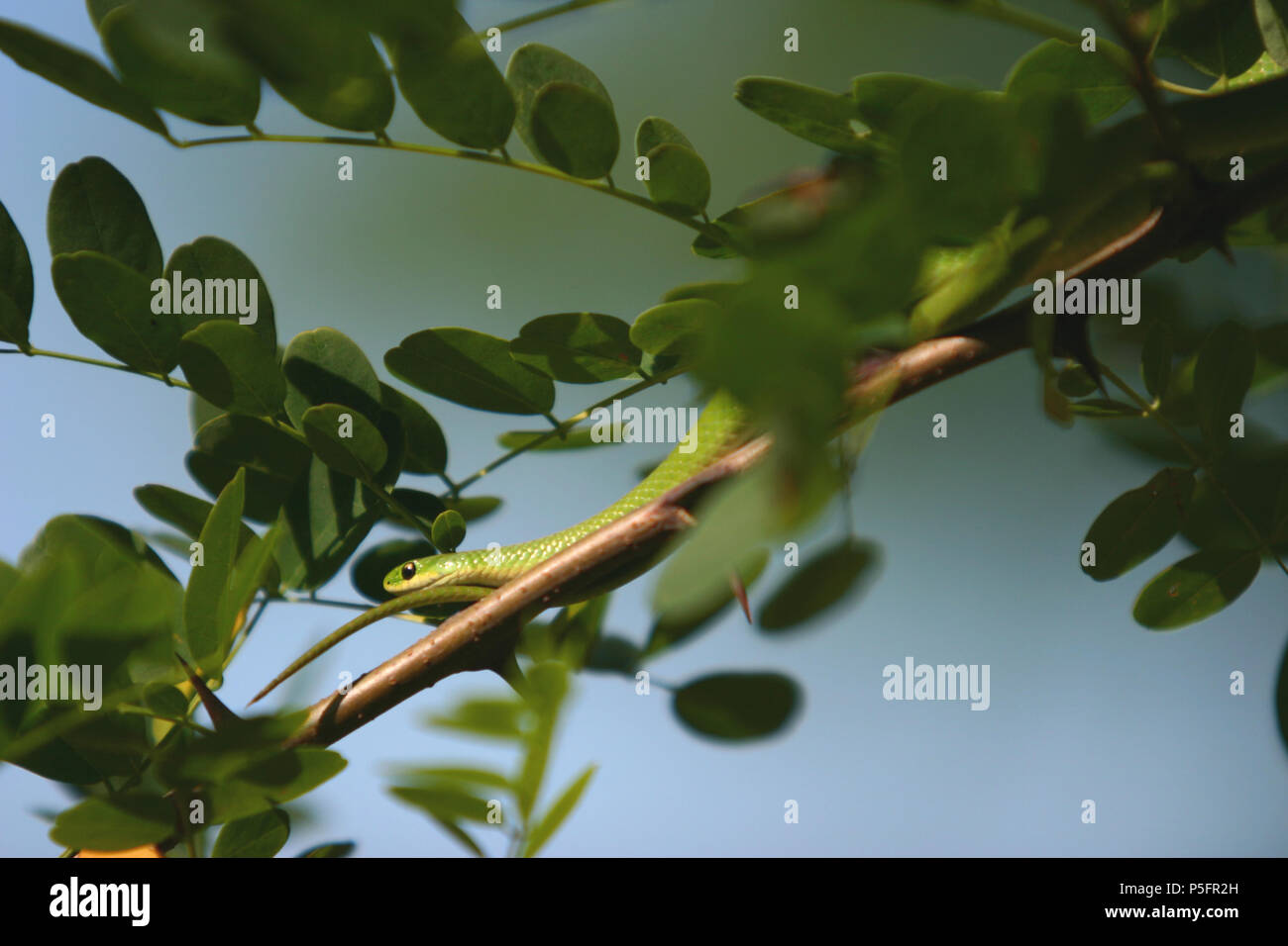 Eastern Smooth Green Snake Sunning in a Tree Stock Photo - Alamy