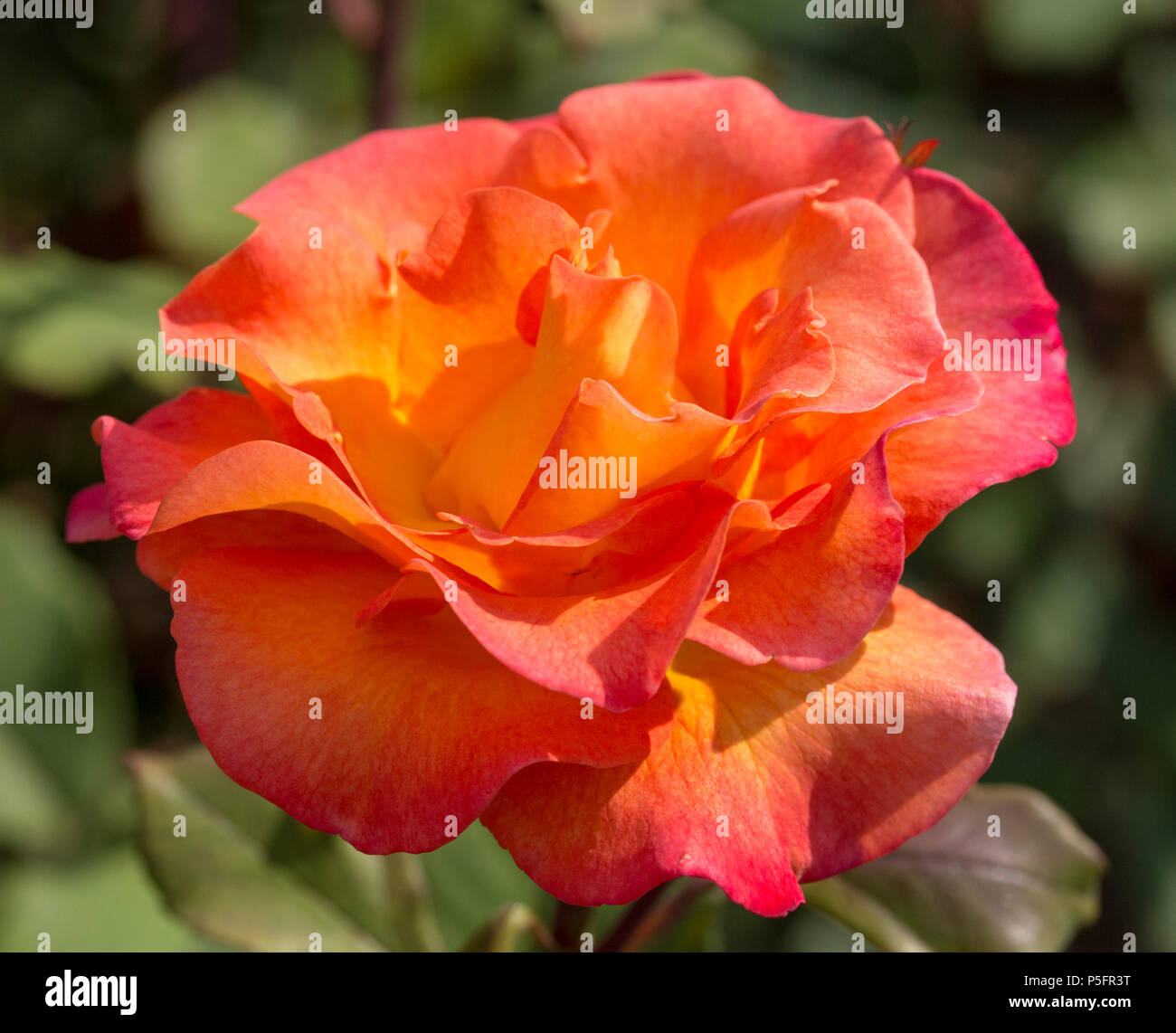 Portland rose garden hi-res stock photography and images - Alamy