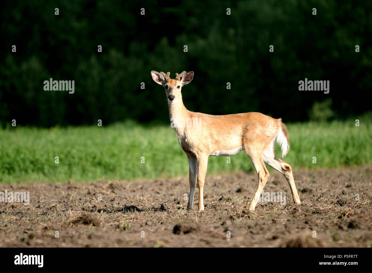 Young Whitetail Deer Buck QDM Stock Photo - Alamy