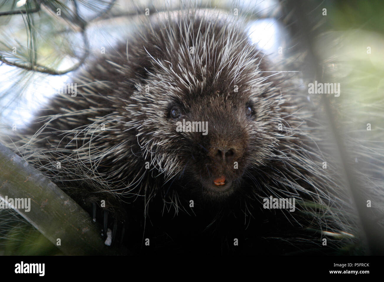 Porcupine Hiding in a Tree Stock Photo - Alamy