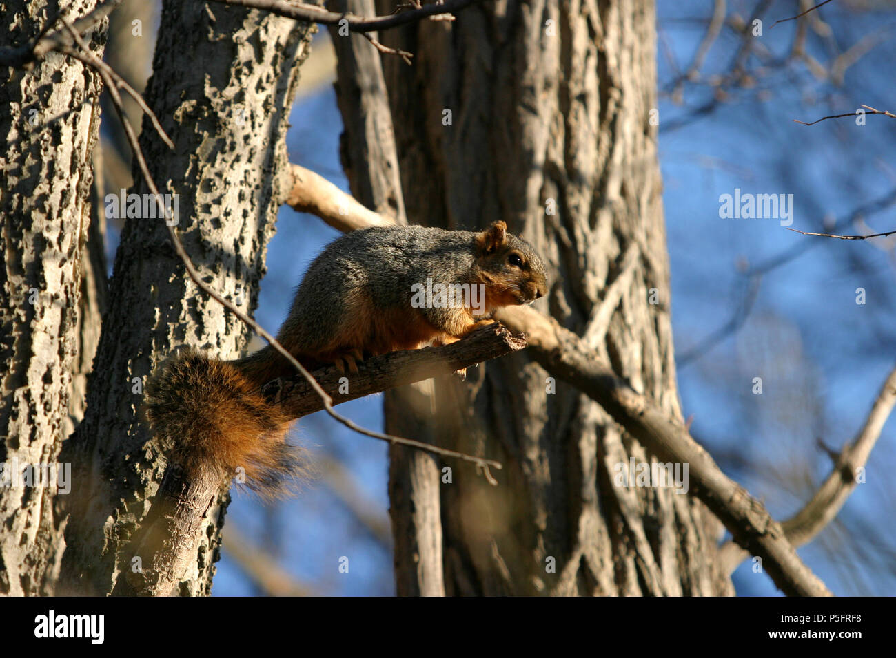 Fox Squirrel Hiding in a Tree by Being Still Stock Photo - Alamy