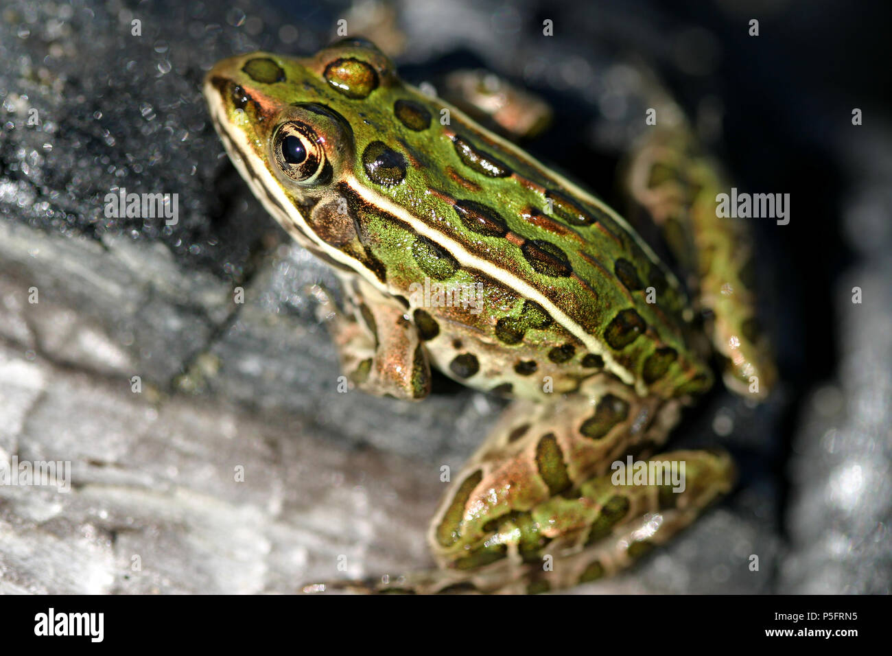 Leopard leap hi-res stock photography and images - Alamy