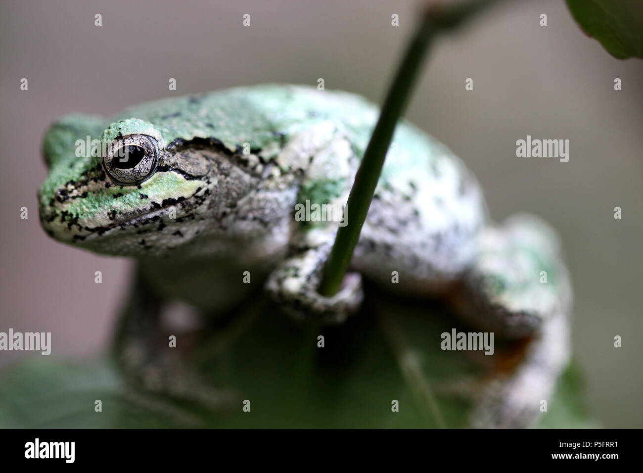 Cope's Tree Frog Stock Photo - Alamy