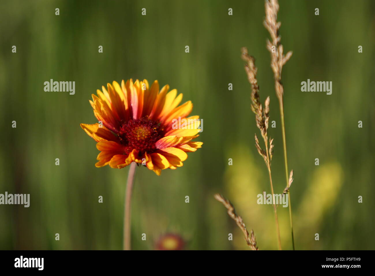Wildflower Flower Growing in the Wild Stock Photo - Alamy