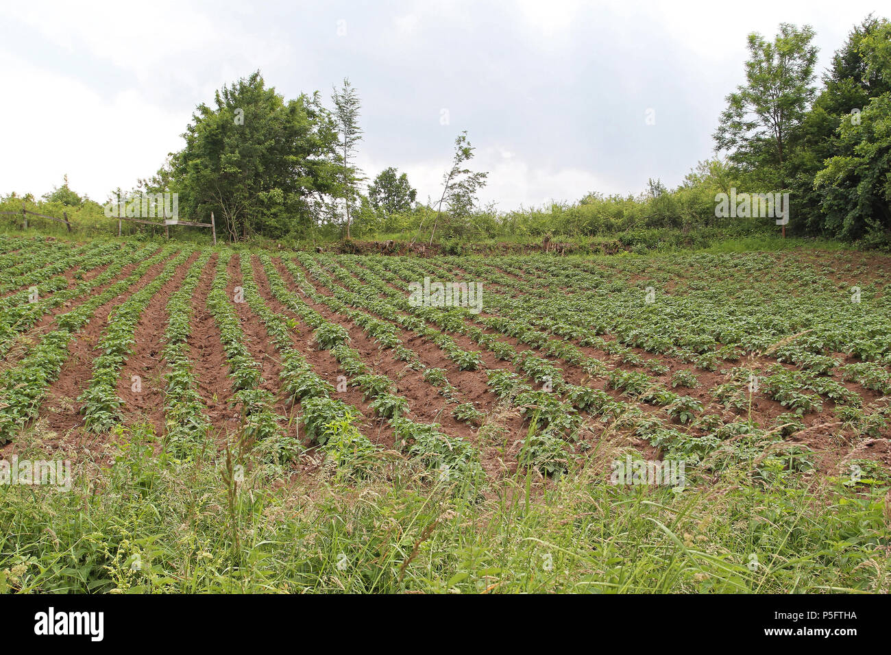 Vegetable Farming Field Growing Plants Outdoor in Rows Stock Photo - Alamy