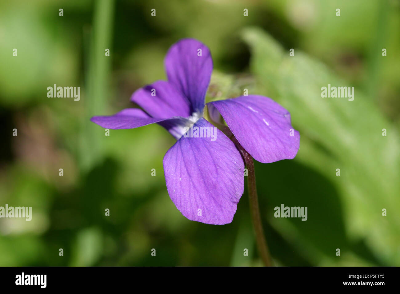 Wildflower Flower Growing in the Wild Stock Photo - Alamy