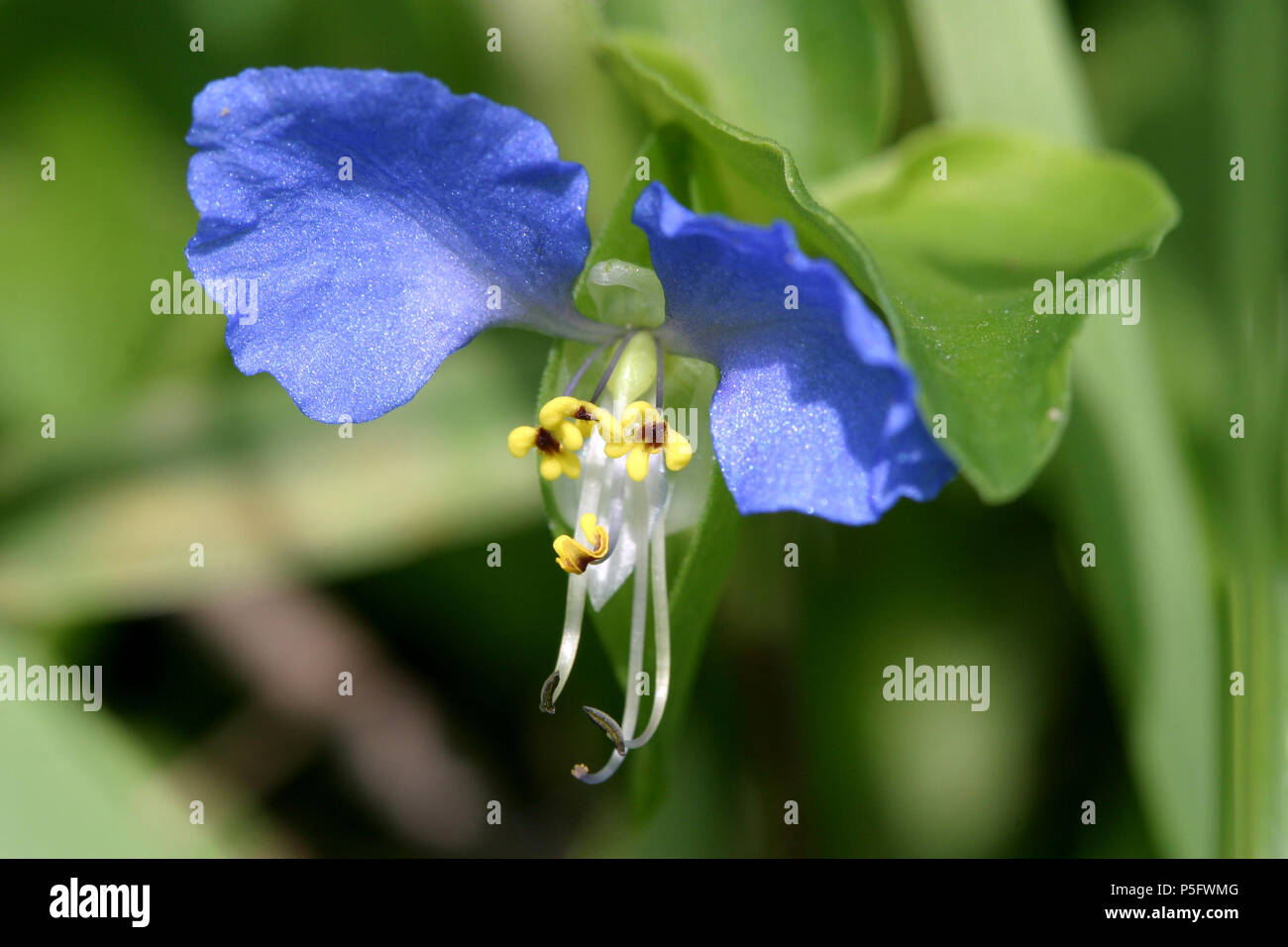 Wildflower Flower Growing in the Wild Stock Photo - Alamy