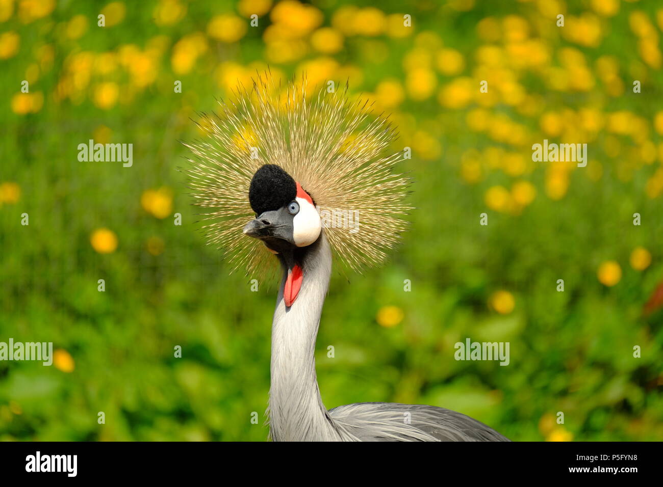 Australian crane bird hi-res stock photography and images - Alamy