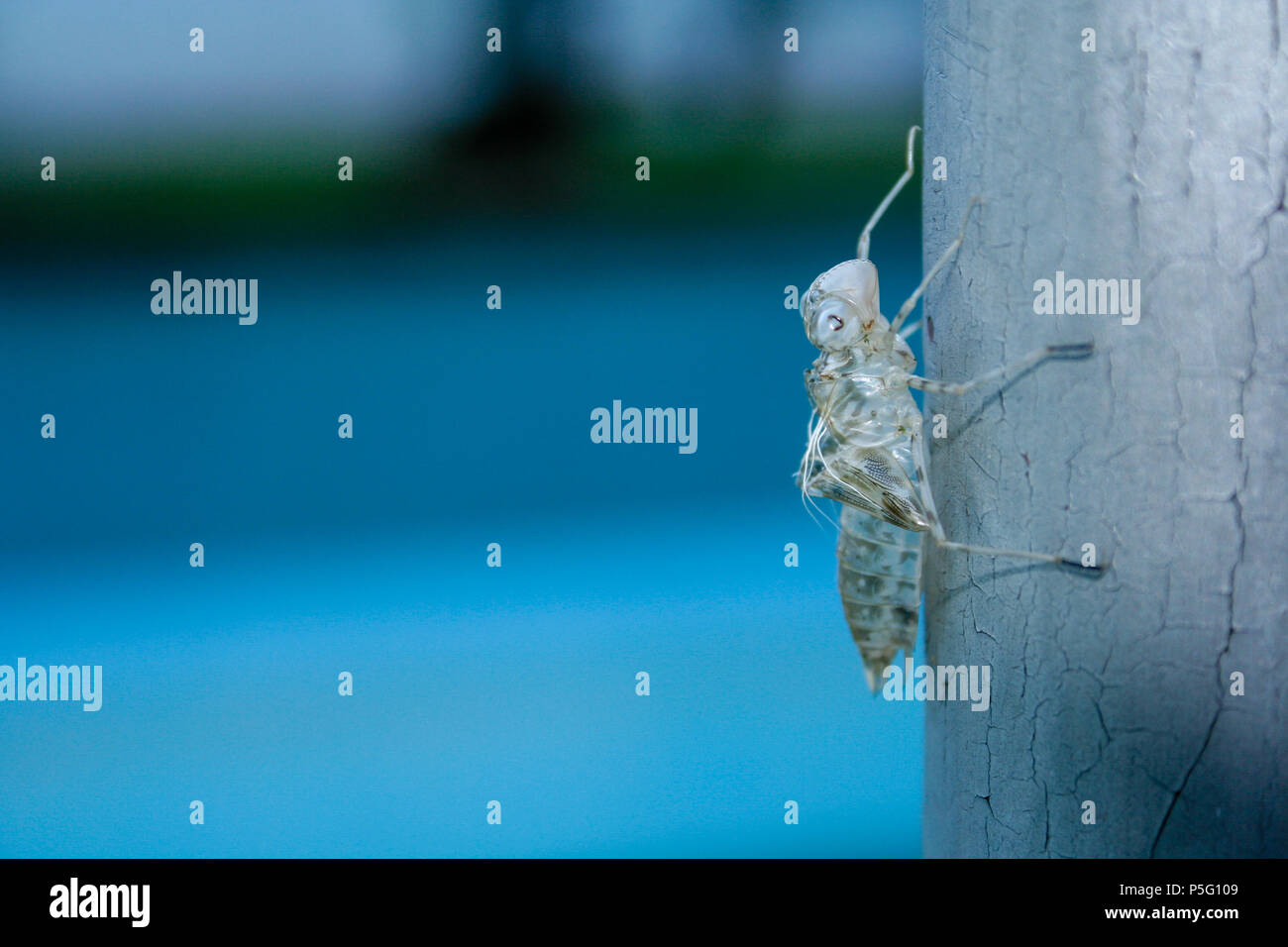 Dragonfly next to swimming pool hi-res stock photography and images - Alamy