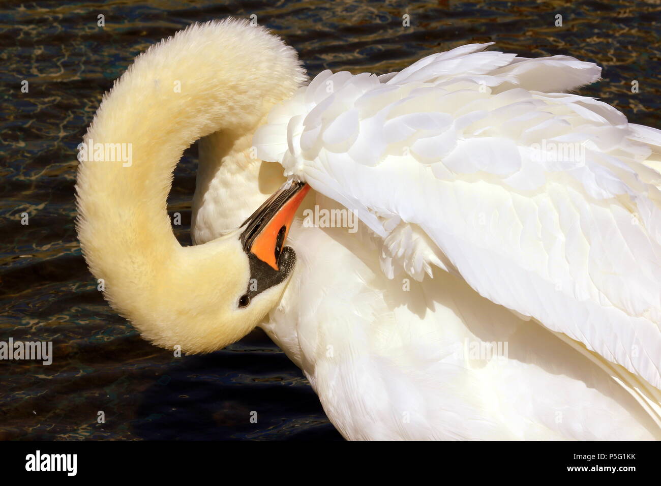 Preening swan hi-res stock photography and images - Alamy
