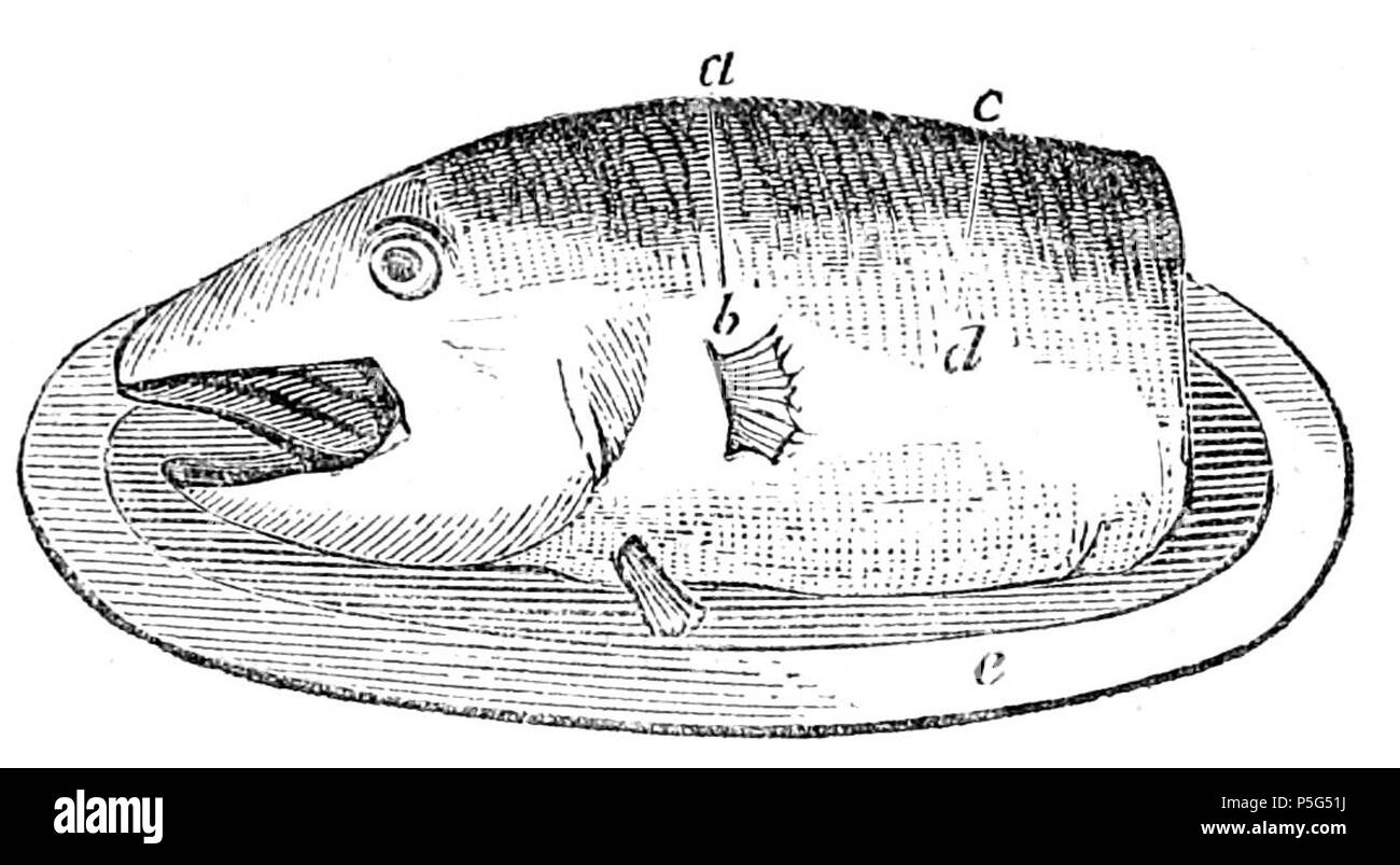 Codfish head Black and White Stock Photos & Images - Alamy