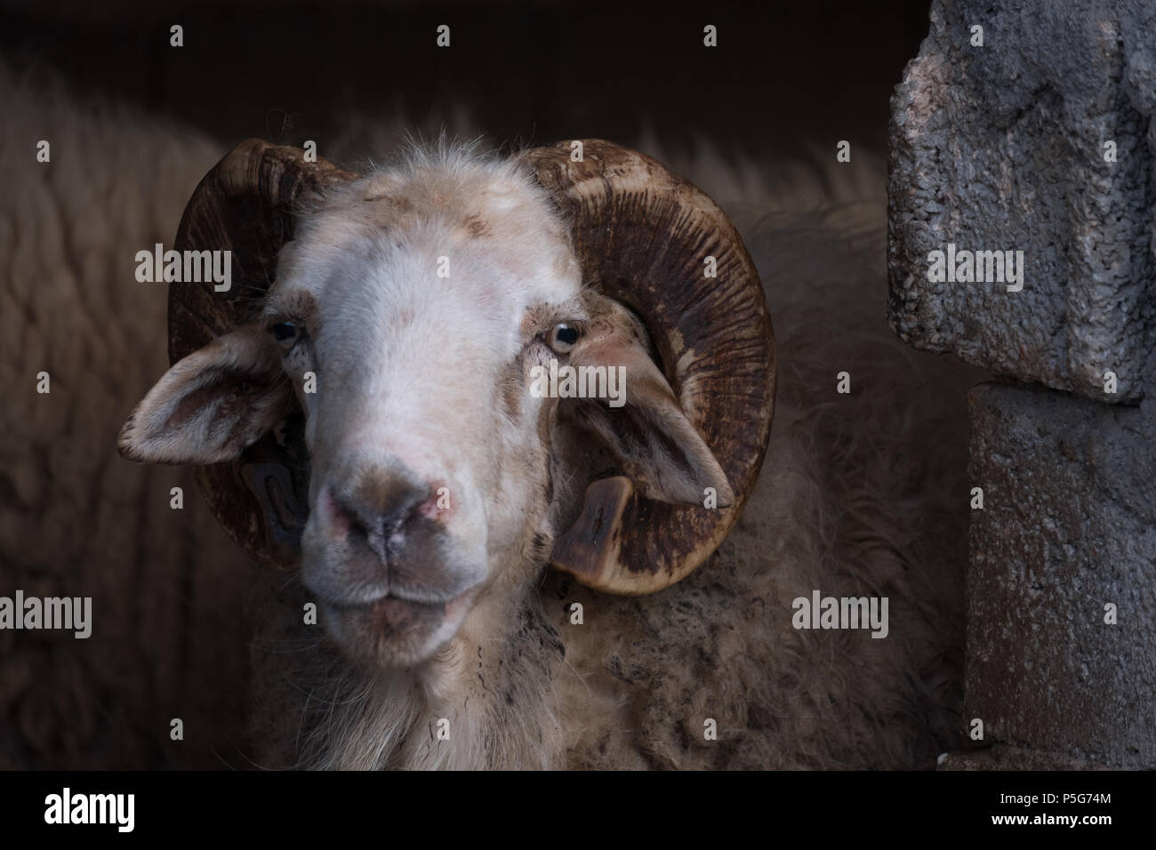 Greek breed hi-res stock photography and images - Alamy