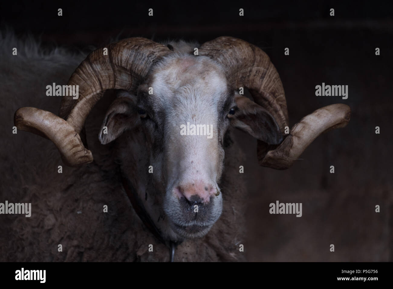 Sheep horns hi-res stock photography and images - Alamy