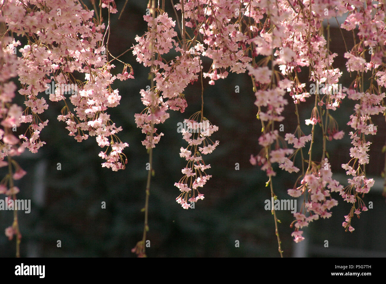 Weeping cherry hi-res stock photography and images - Alamy