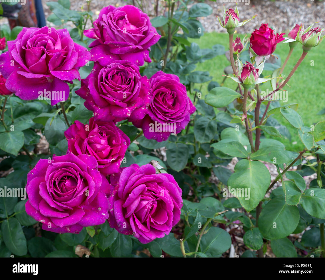 Roses in bloom Stock Photo - Alamy
