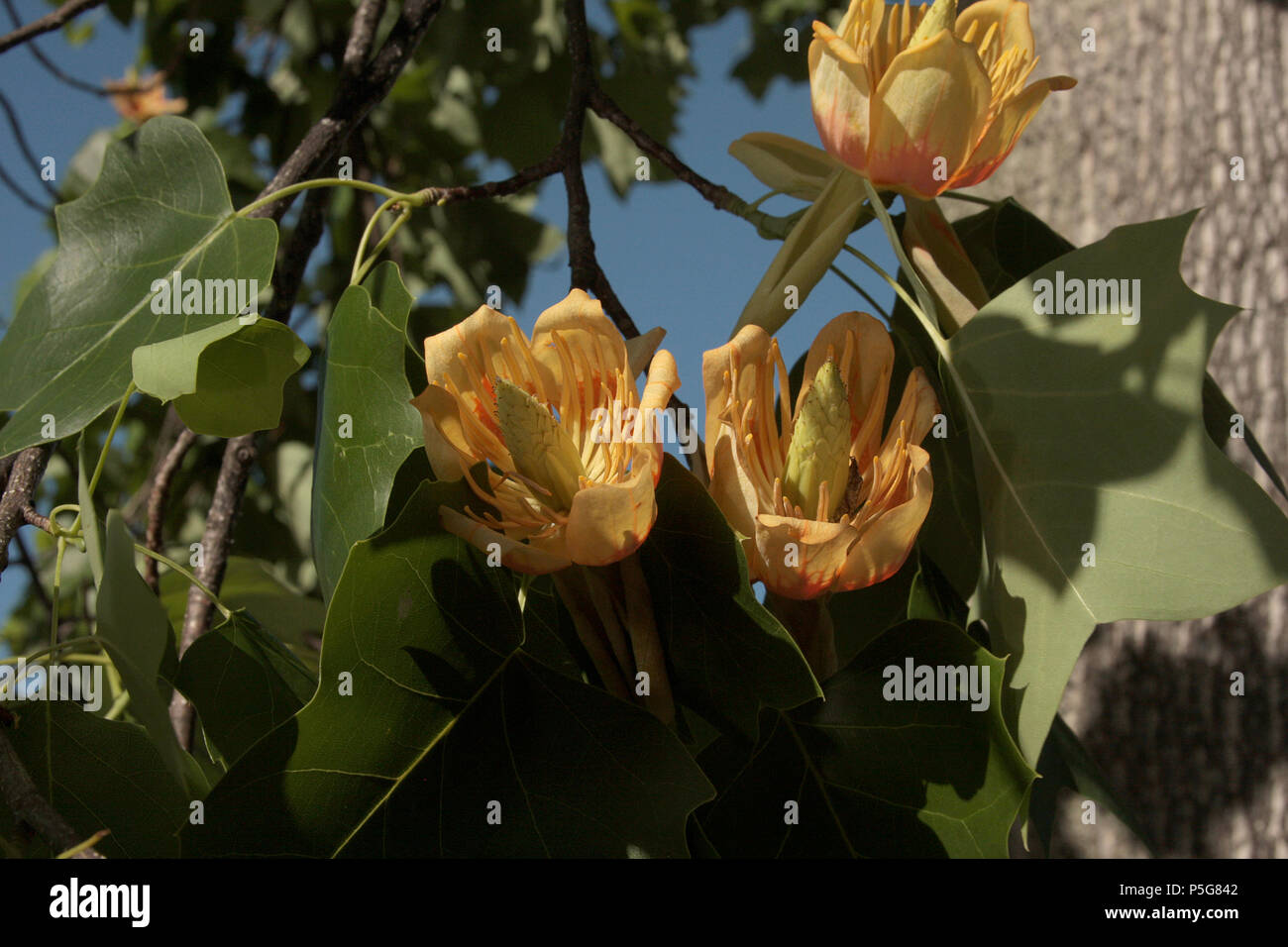 Poplar Tree Pollen High Resolution Stock Photography and Images - Alamy