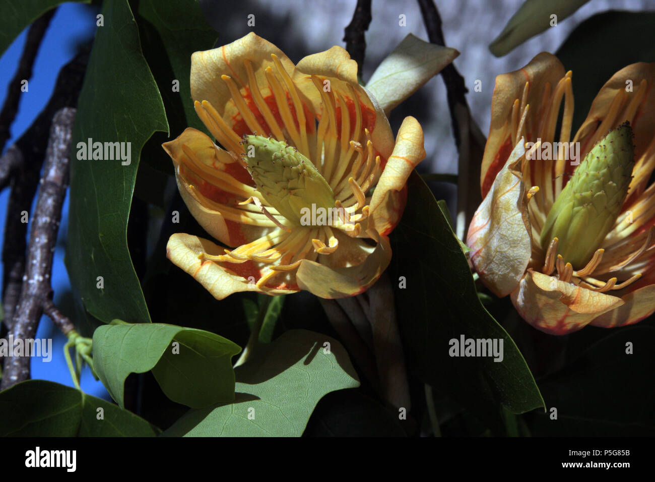Poplar Tree Pollen High Resolution Stock Photography and Images - Alamy