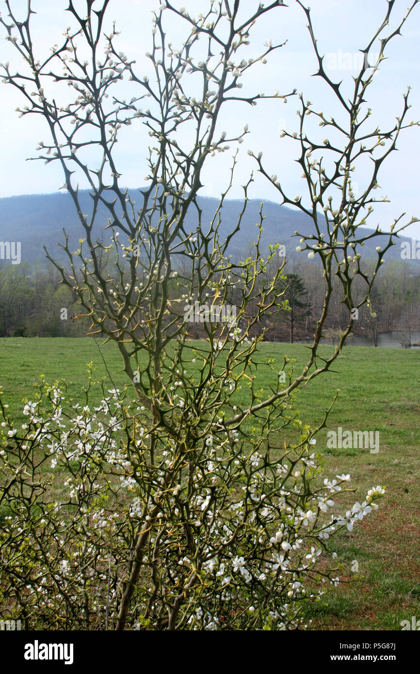 Trifoliate orange/ Chinese bitter orange shrub in bloom Stock Photo - Alamy