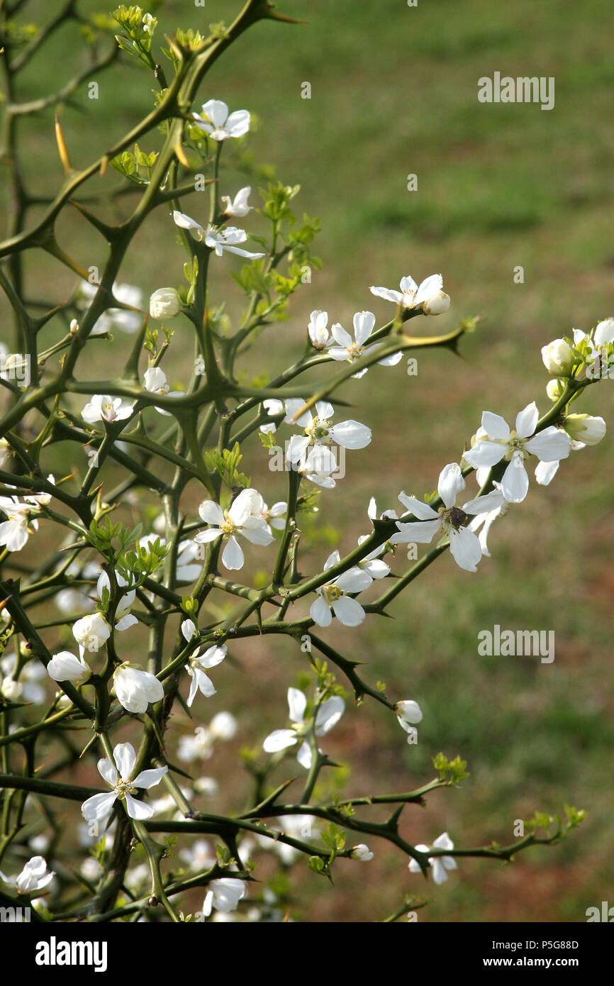 Trifoliate orange/ Chinese bitter orange shrub in bloom Stock Photo - Alamy
