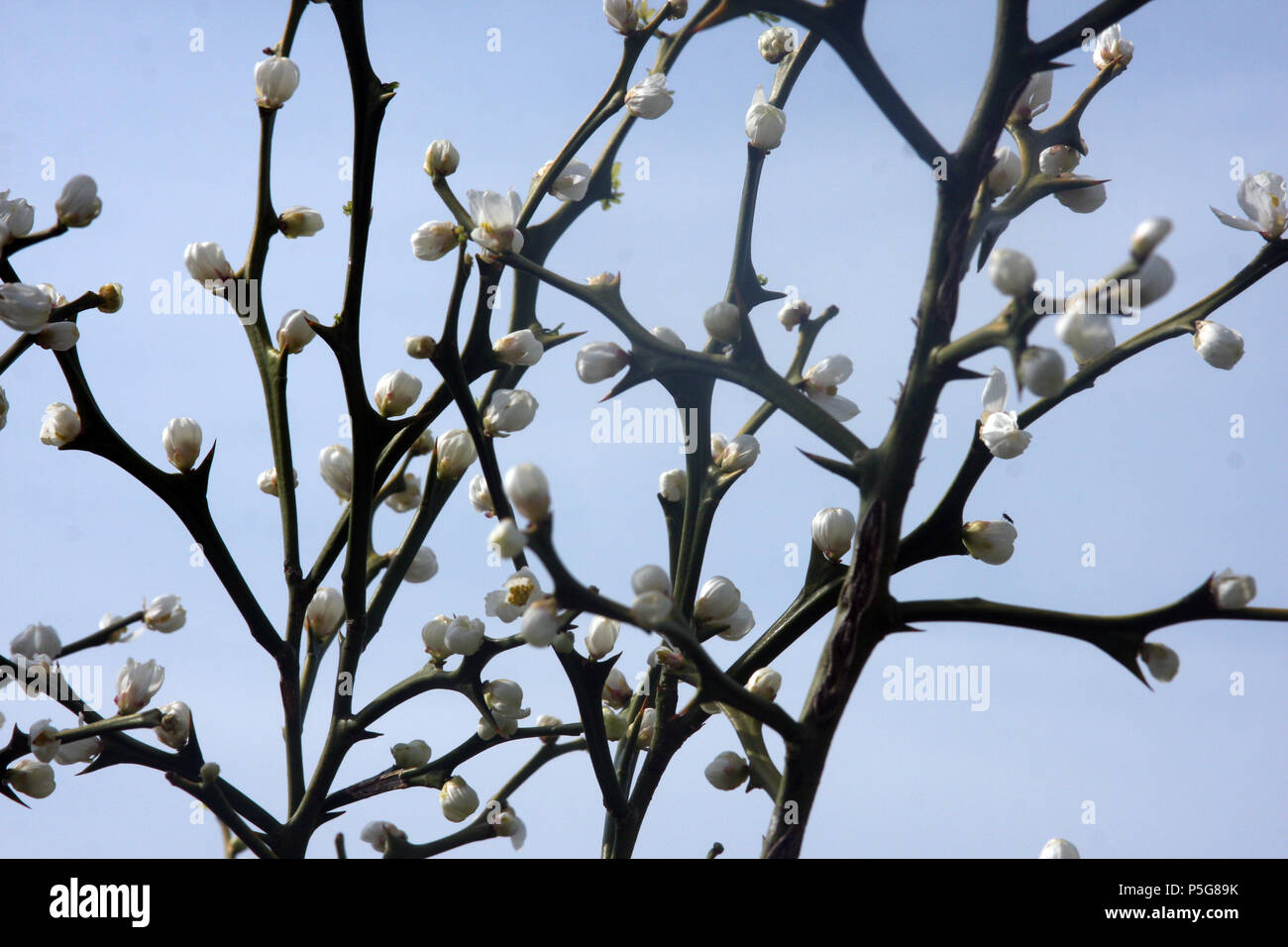 Trifoliate orange/ Chinese bitter orange shrub in bloom Stock Photo - Alamy