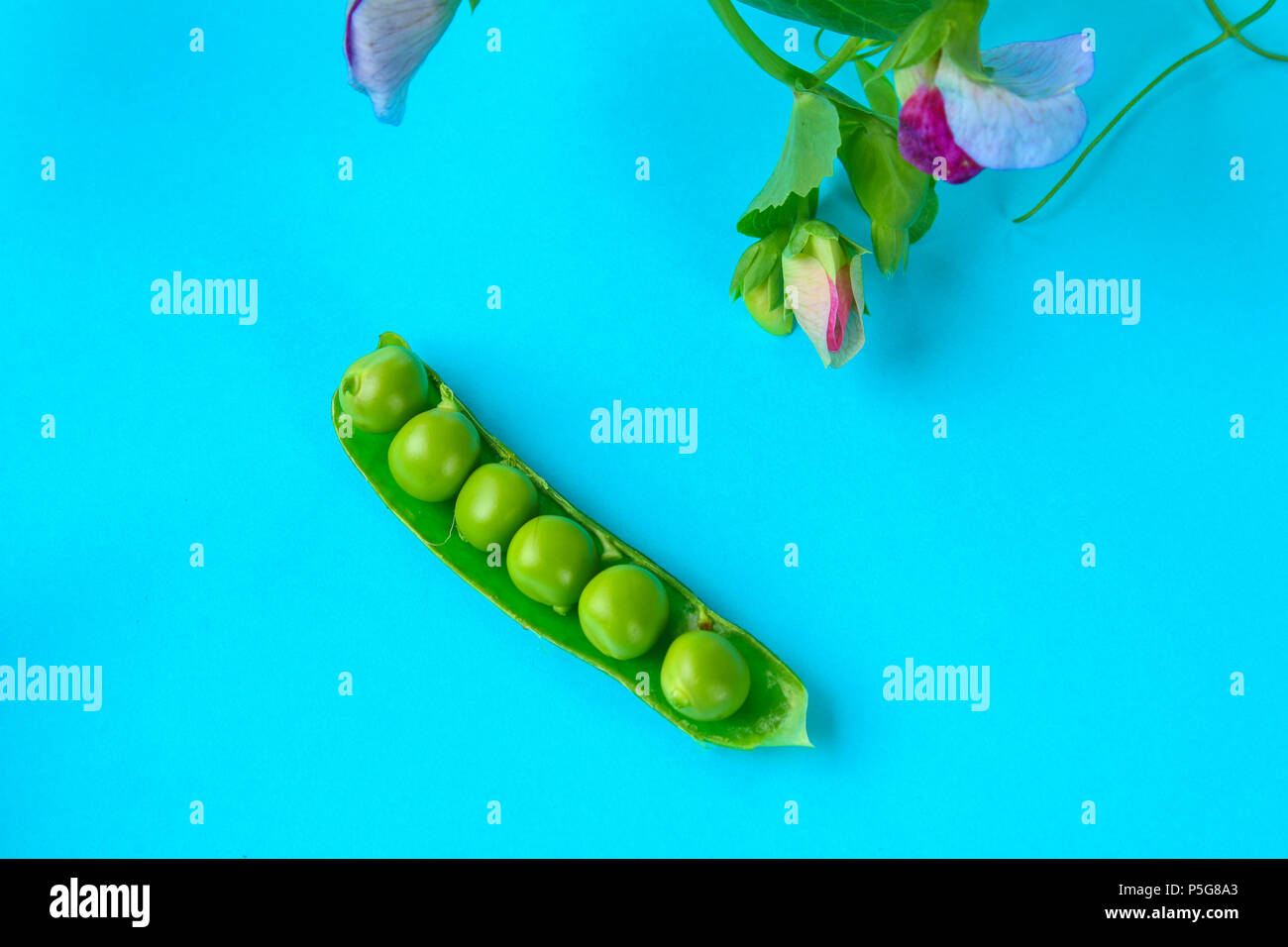 Peas, pods, leaves and pea flowers on a light pastel background. Floral ...